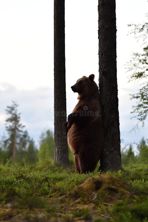 Brown Bear Standing Against a Tree Stock Photo - Image of exposure ...