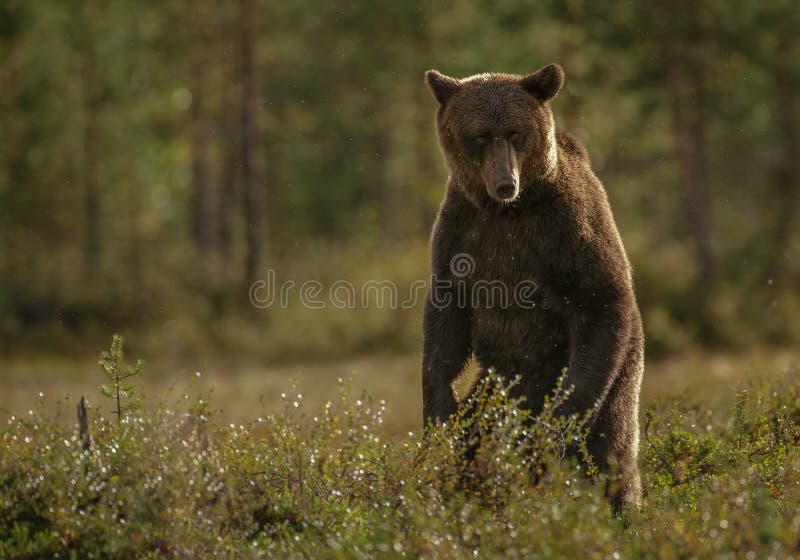 Brown bear standing stock photo. Image of back, light - 44524374