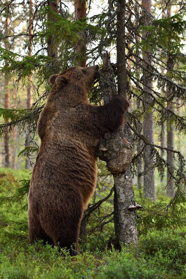 Brown bear standing. stock image. Image of european, grabs - 82570041