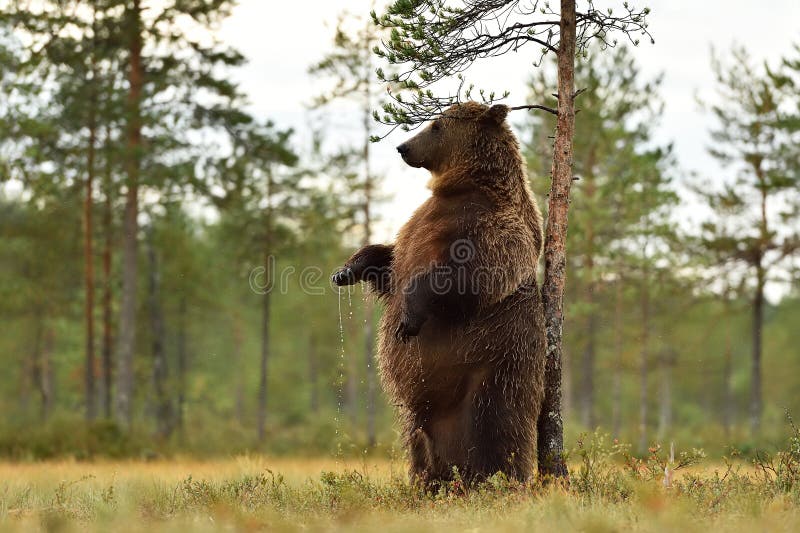Brown Bear Standing and Scratching Itself Against a Tree Stock Photo ...