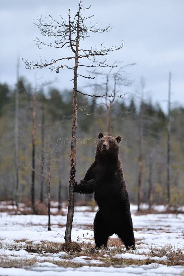 Brown bear standing stock image. Image of powerful, nordic - 30598433
