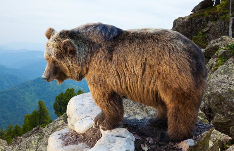 Bear on stone of rock stock photo. Image of wildlife - 205640178