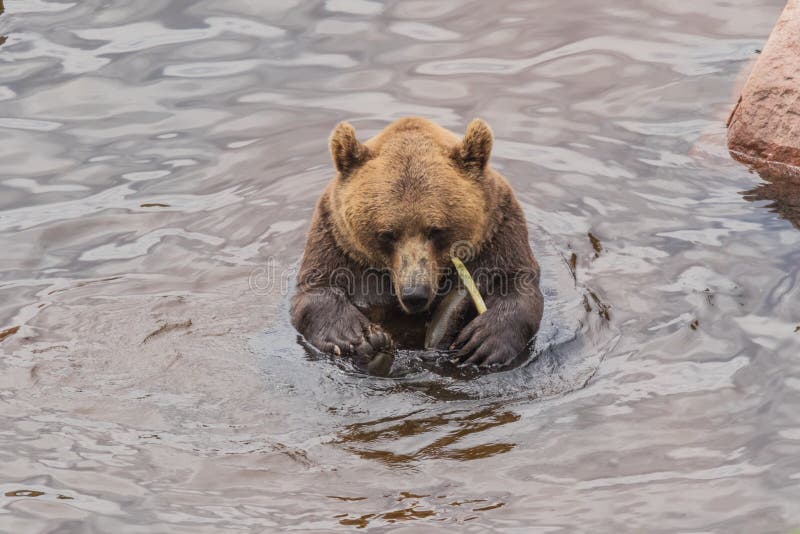 Rusty Pond Cream Stock Photos - Free & Royalty-Free Stock Photos from ...
