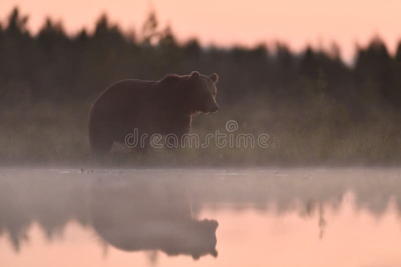 Brown Bear at Sunset with Water Reflection Stock Image - Image of male ...