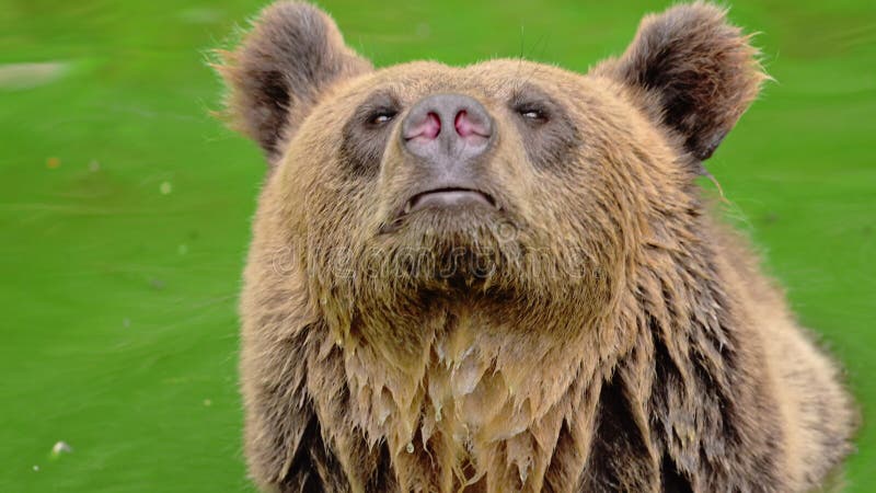 Brown Bear Swimming and Smiling Stock Video - Video of lake, adorable ...