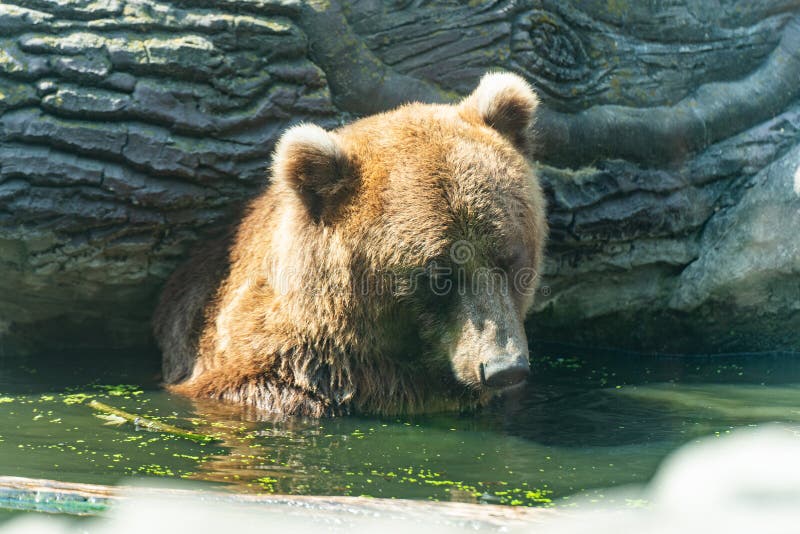 A Brown Bear Swims in a Pond, Cooling Off on a Hot Summer Day Stock ...