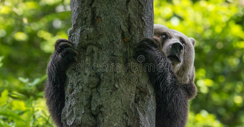 Cute brown bear on a tree stock image. Image of furry - 305587487