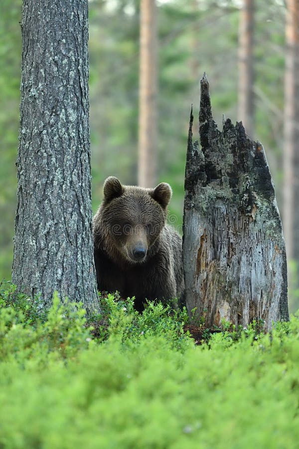 Brown Bear Between The Trees In Forest Stock Photo - Image of ...