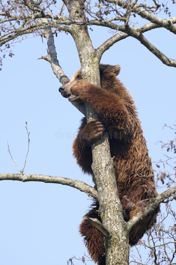 Brown Bear Climbing a Tree stock photo. Image of outdoors - 17760082