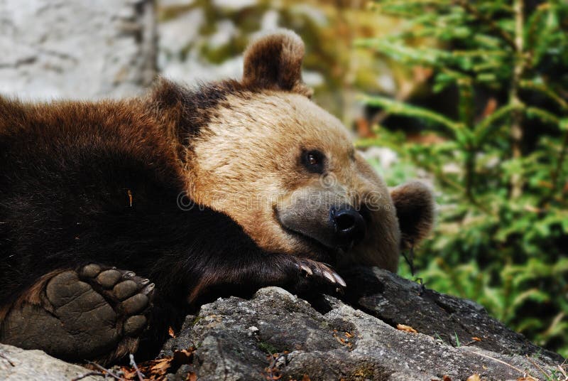 Tired grizzly bear stock image. Image of natural, nature - 24478171