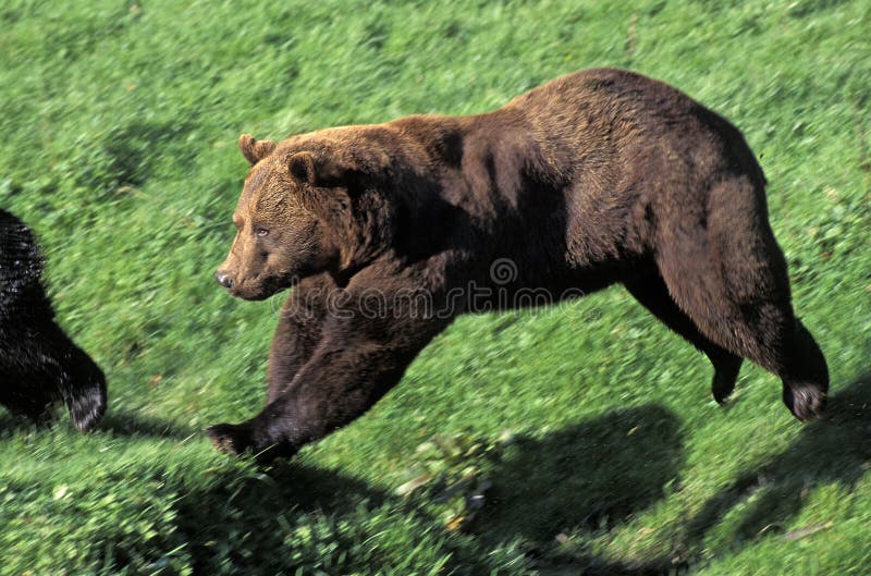 Brown Bear, Ursus Arctos, Adult Leaping Stock Photo - Image of adult ...