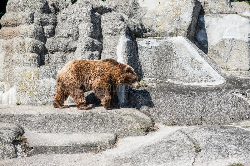 Brown bear stock photo. Image of rocks, warsaw, poland - 47294648