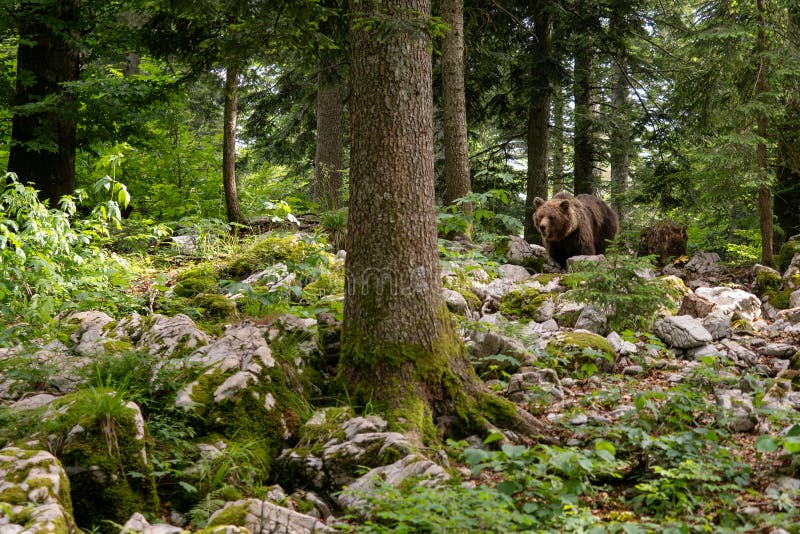Brown Bear - Ursus Arctos Large Popular Mammal Stock Image - Image of ...
