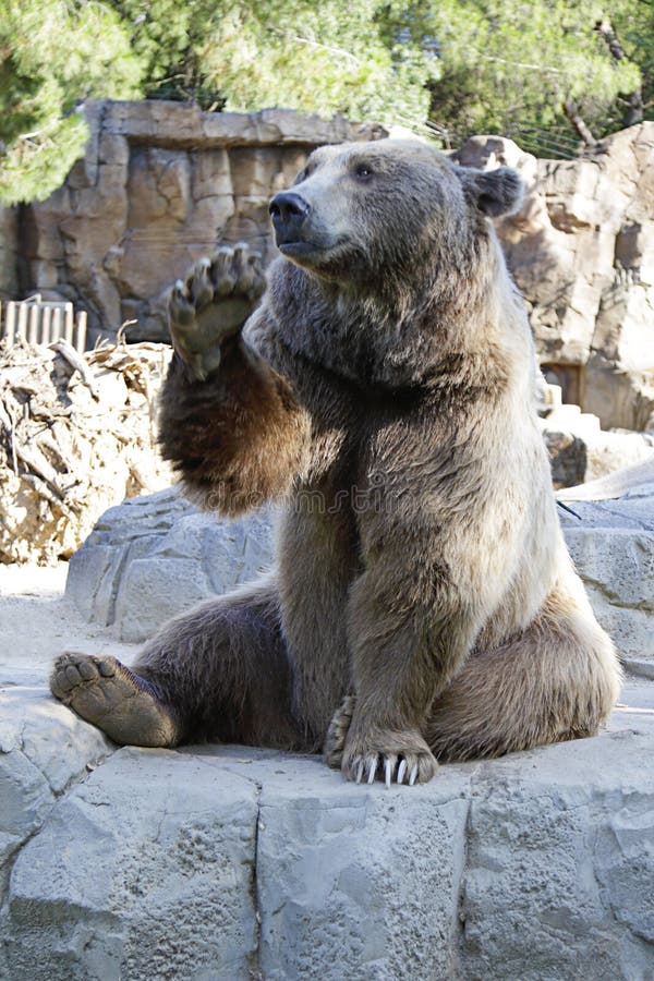 Bear Raising Paw stock image. Image of lazy, hair, wildlife - 6658481