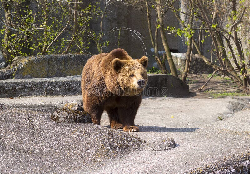 Brown Bear stock photo. Image of arctos, large, mammal - 52707376