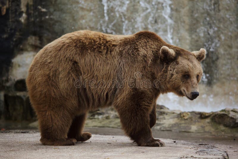 Brown bear Ursus arctos stock image. Image of europe - 142877571