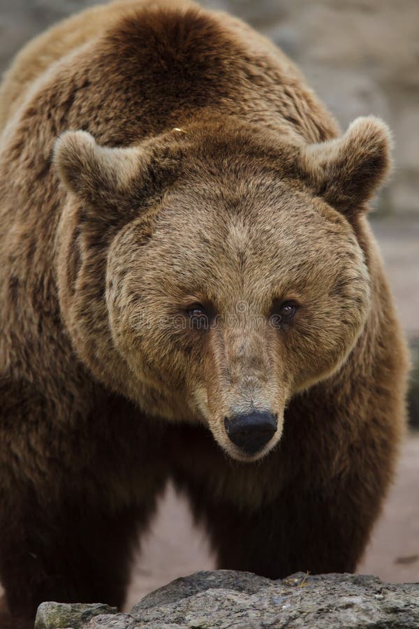 Brown bear Ursus arctos stock photo. Image of bears - 147745750