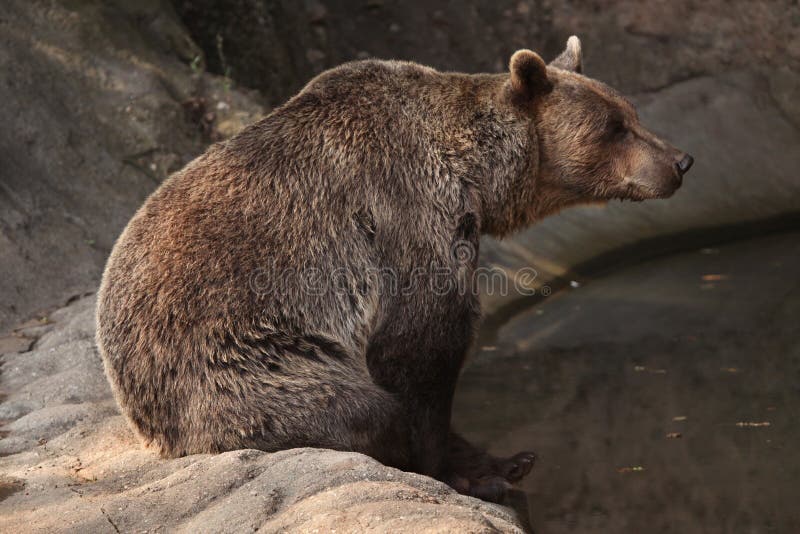 Brown bear (Ursus arctos). stock image. Image of taiga - 59300449