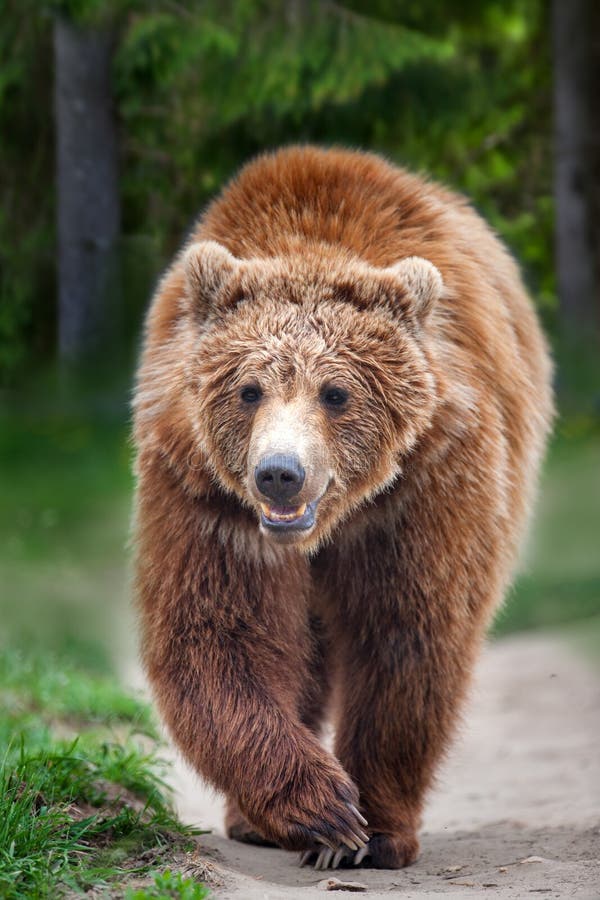 Brown Bear's walk stock photo. Image of species, gladness - 10460180