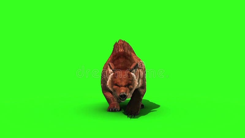 Brown Bear Walkcycle Front Green Screen 3D Rendering Animation Loop ... Brown Bear Walkcycle Front Green Screen 3D Rendering Animation Loop ...