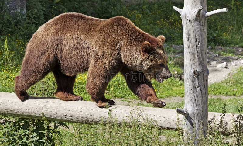Bear Climbing Over Log Stock Photos - Free & Royalty-Free Stock Photos ...
