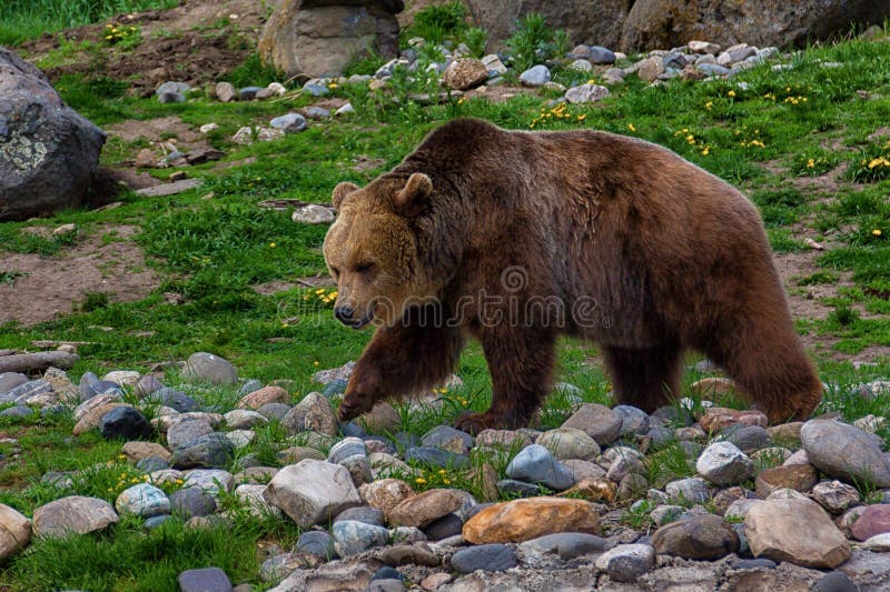Brown Bear Walking in Natural Habitat Stock Image - Image of walking ...