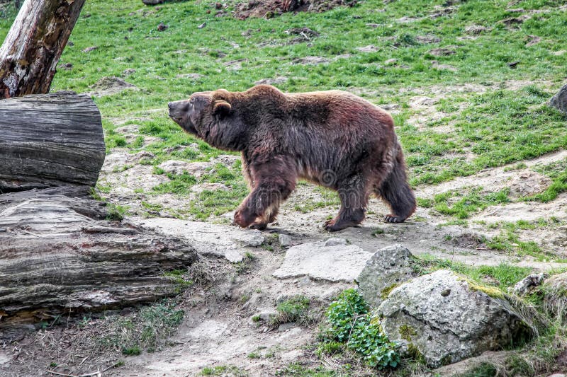 Brown Bear Walking Rocky Path Stock Photos - Free & Royalty-Free Stock ...