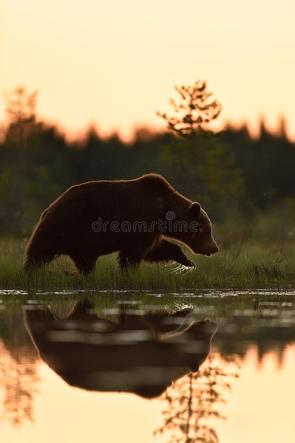 Brown Bear Walking at Sunset Stock Photo - Image of pond, scandinavia ...
