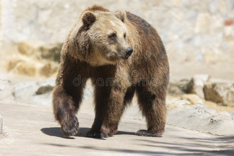 A Brown Bear Walks on a Path Stock Image - Image of looking, furry ...