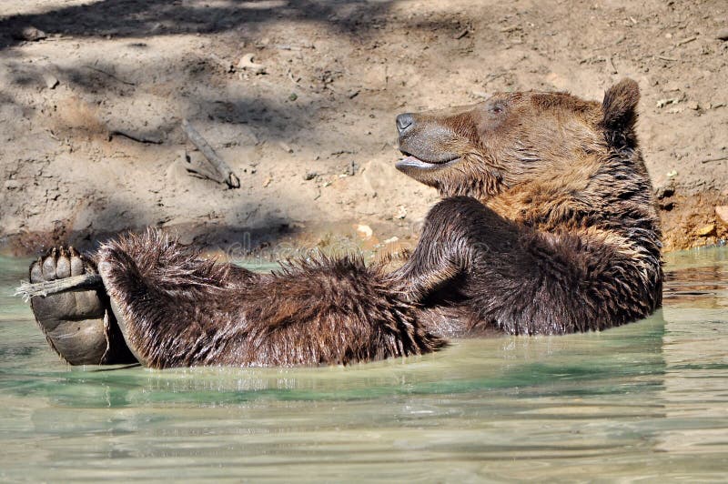 The 3 Bears stock photo. Image of black, brown, captive - 3542966