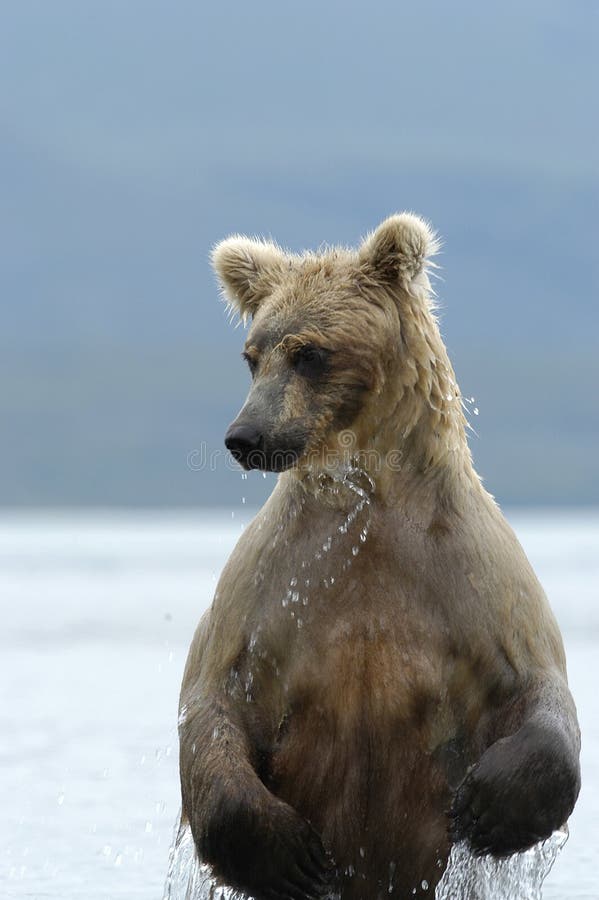 Brown Bear with Water Dripping Stock Image - Image of falls, camp: 2059161