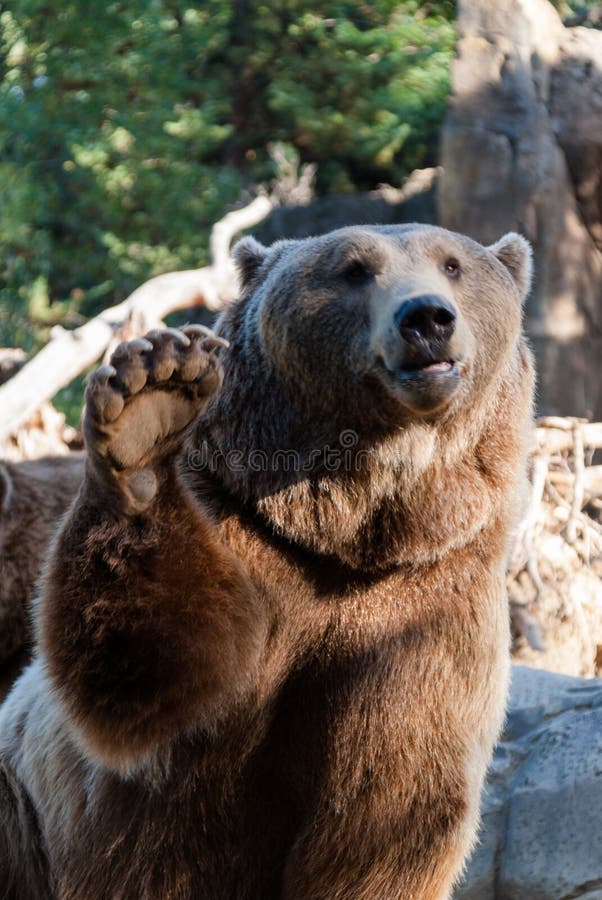 Bear Waving Goodbye Gif