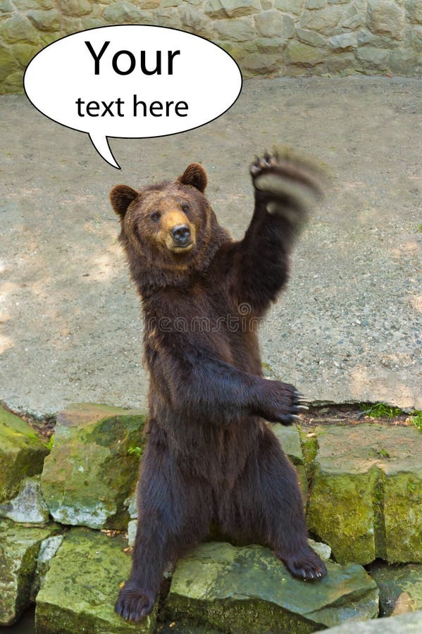 Funny Bear Meme