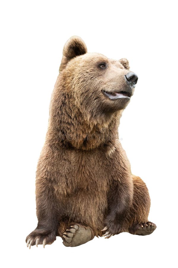Brown Bear Stands on Its Hind Legs and the Second Looks Stock Photo ...