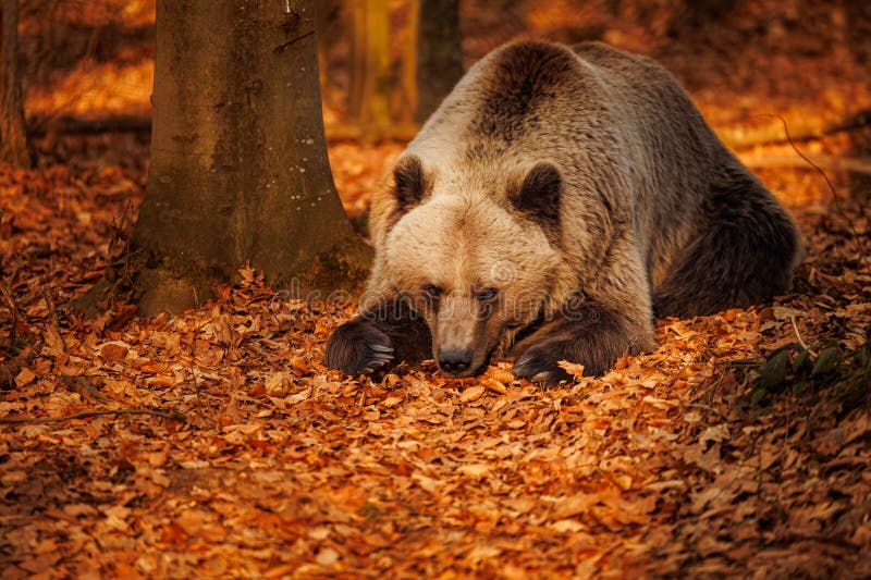 Brown Bear. Wildlife. Wild Animals. Fauna. Stock Photo - Image of ...