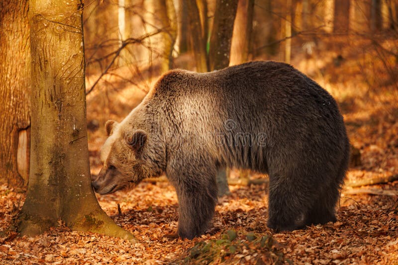 Brown Bear. Wildlife. Wild Animals. Fauna. Stock Photo - Image of cute ...