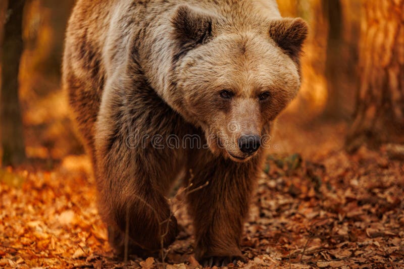 Brown Bear. Wildlife. Wild Animals. Fauna. Stock Photo - Image of ...