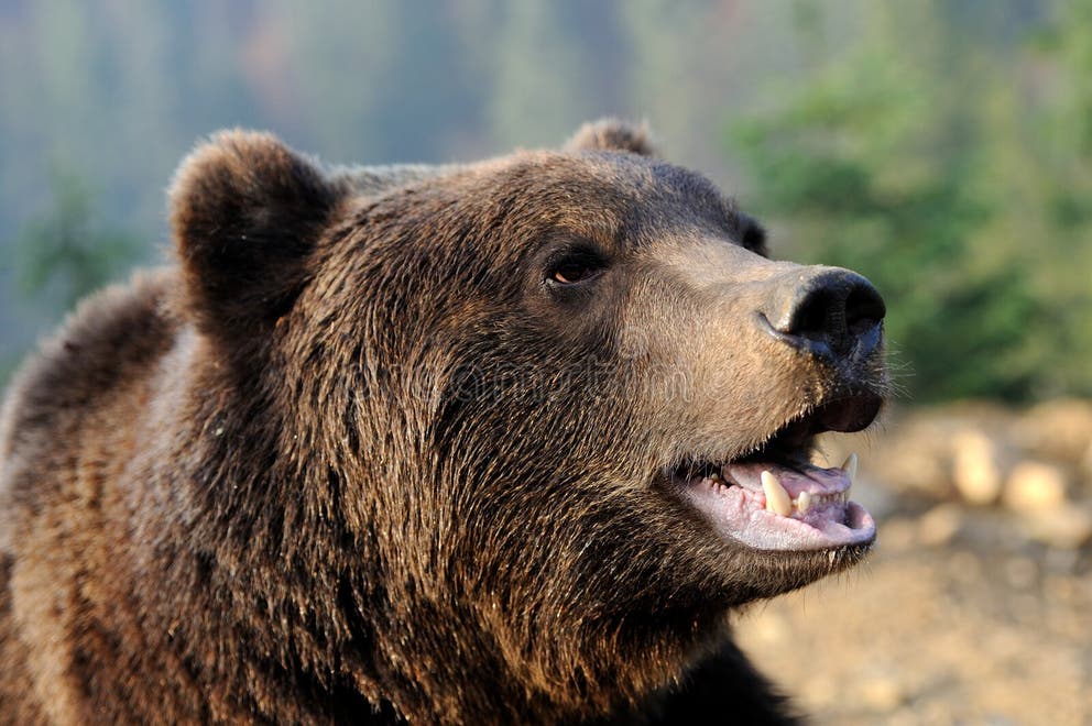 Brown bear stock image. Image of conservation, wild, aggressive - 39826651