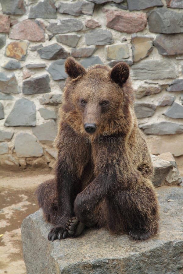 Brown bear in zoo stock image. Image of predator, furry - 21229461