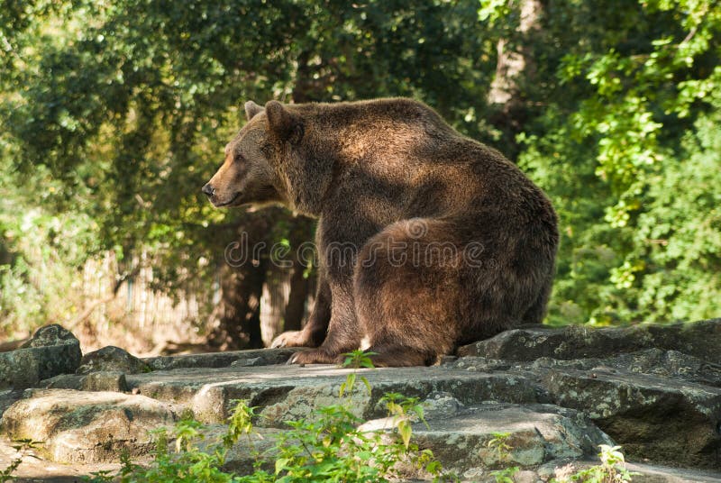A Brown Bear in the Zoo. Berlin, Germany Stock Photo - Image of europe ...