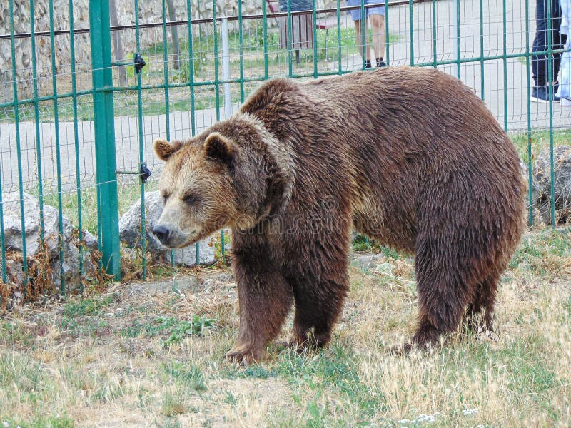 Brown Bear at Zoo Oradea, Romania Stock Photo - Image of natural, bears ...