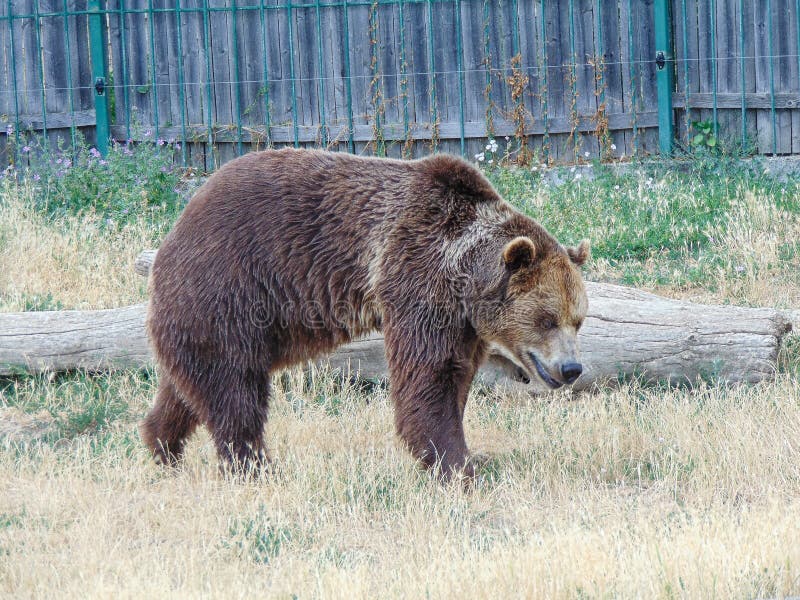 Brown Bear at Zoo Oradea, Romania Stock Photo - Image of natural, water ...