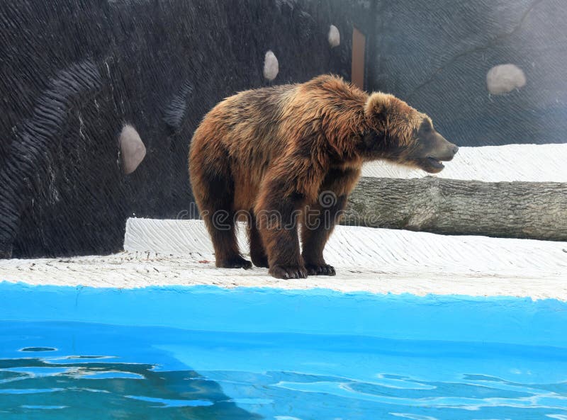 Brown bear in the zoo pool stock image. Image of dangerous - 111976923