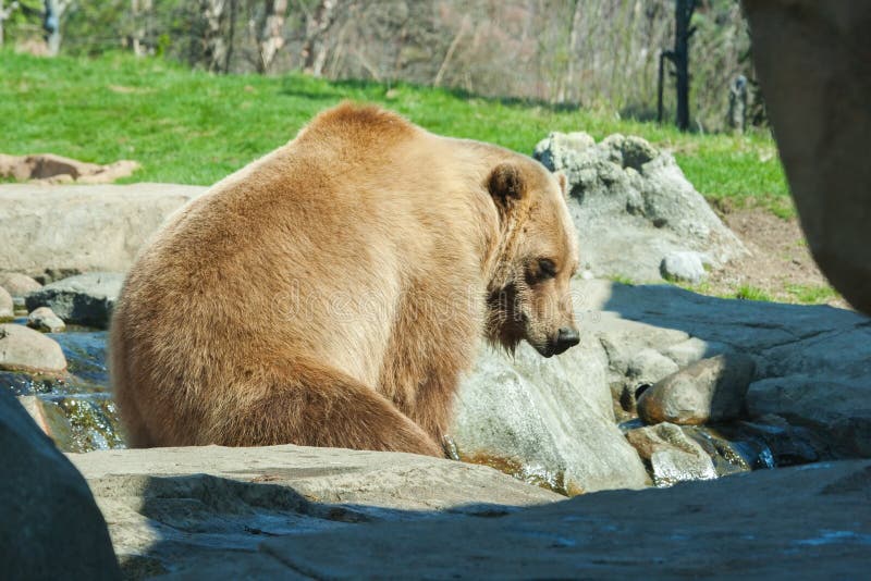 Brown Bearin the wild stock photo. Image of large, legged - 37397612