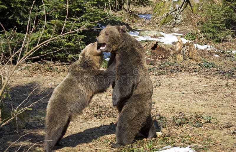 Brown bears stock photo. Image of bear, fight, combat - 19071942