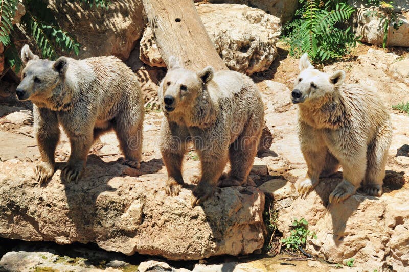 Three brown bears stock vector. Illustration of vectorized - 39024283