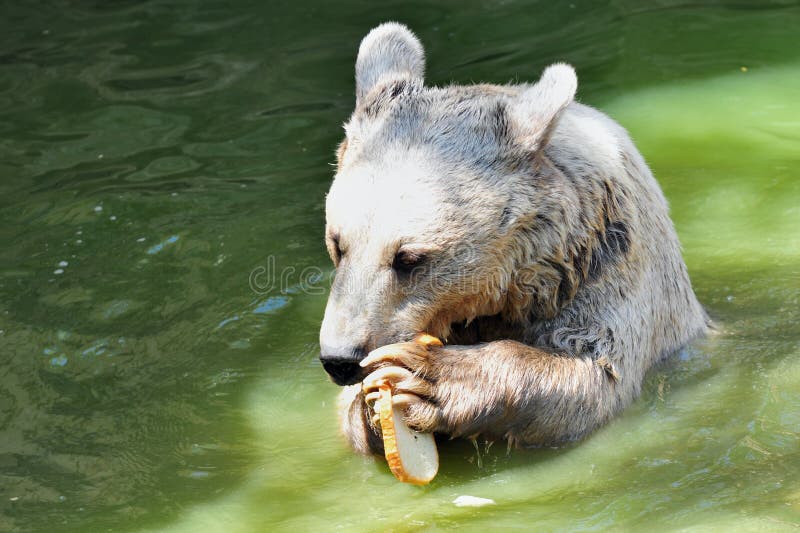 Brown bear eating meat stock photo. Image of rain, species - 33058456
