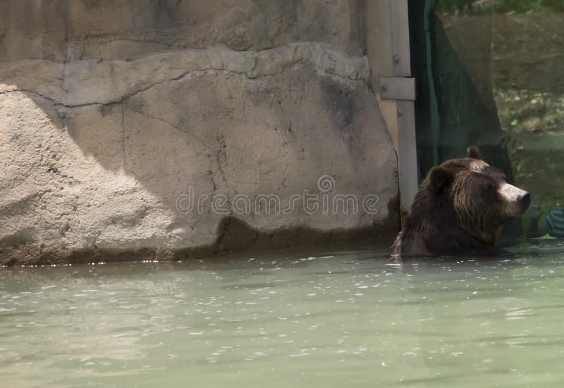 Brown Bears stock photo. Image of ecosystem, china, claws - 83295774