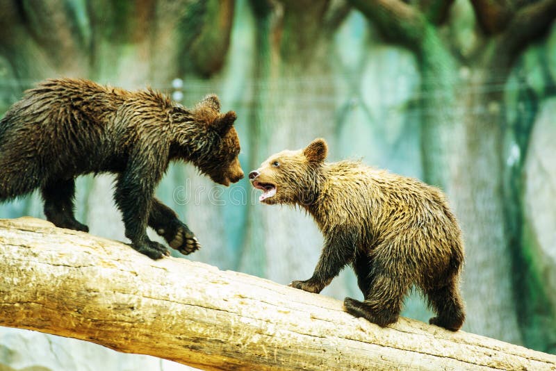 Brown bears cub playing stock photo. Image of cold, furry - 156061700