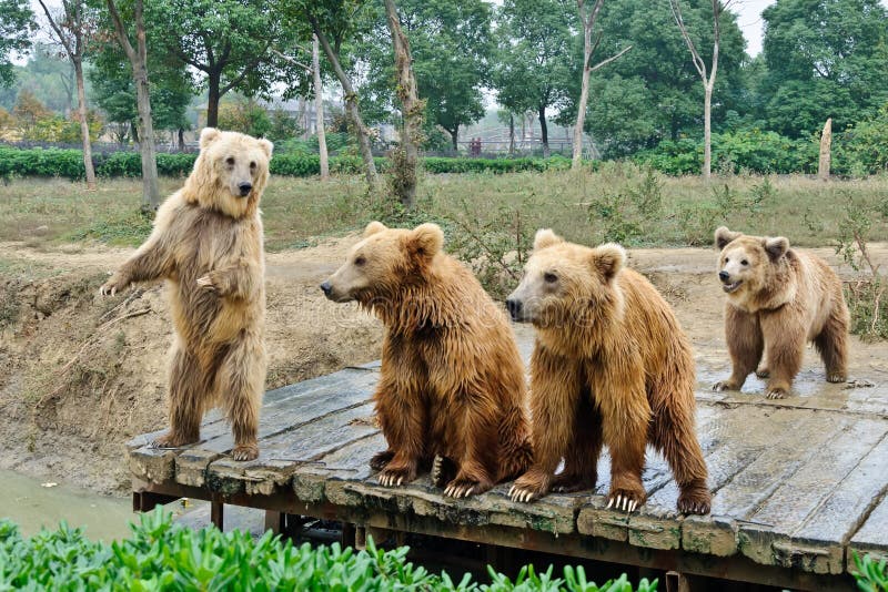 Two Young Polar Bears Playing Stock Photo - Image of bear, happy: 21114662
